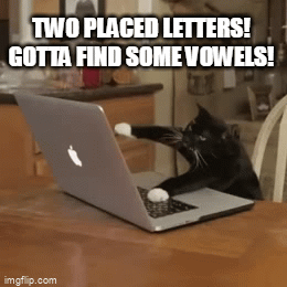 Wordle Cat gif - Imgflip