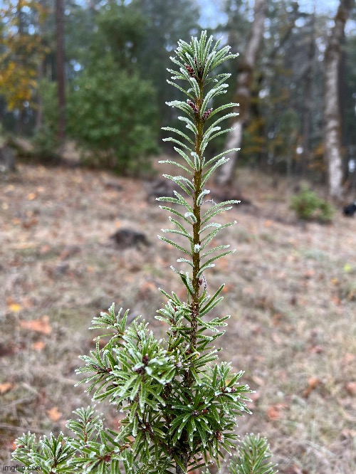 Baby pine tree and ice - Imgflip