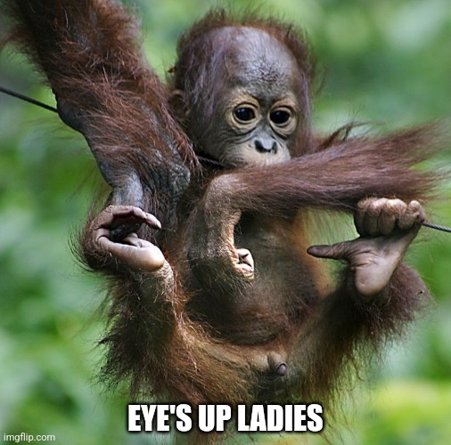 Monkey Meme UK 2 - Imgflip