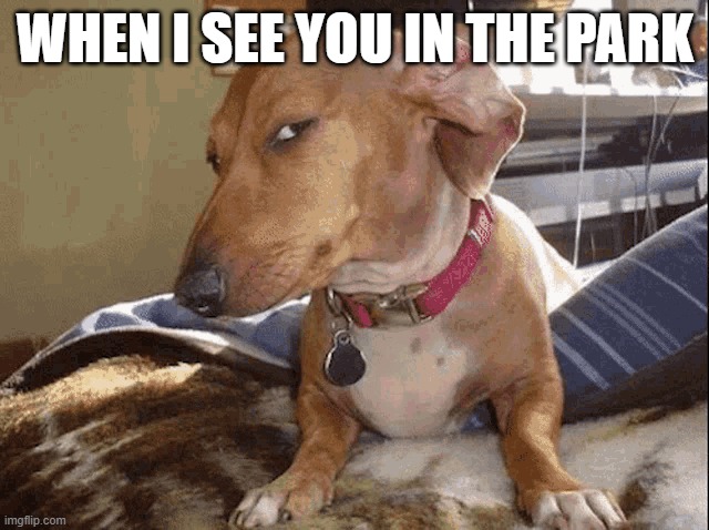 sus dog smiling - Imgflip