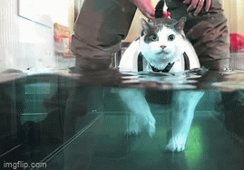 Cat on treadmill water - Imgflip