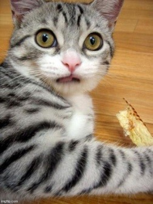 worried cat - Imgflip