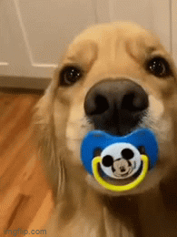 The Mickey Mouse pacifier - Imgflip