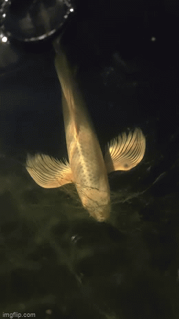 Animated GIF - Imgflip