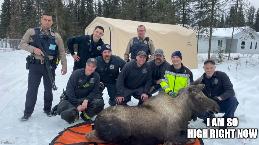 FARK.com: (12651538) Alaskan moose gets stuck in home trying to bite ...