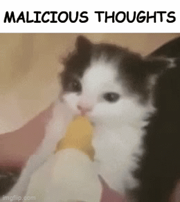 malicious intent cat - Imgflip