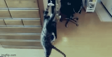 Cat slow motion jump - Imgflip