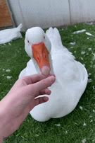 I'd Like to Shake Your Beak - Imgflip