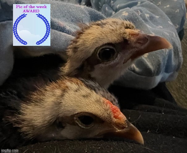 This weeks pic of the week Award goes to: chicks by birdnerd01 https://imgflip.com/i/72818j ...