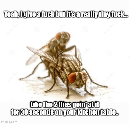 A flying f*ck - Imgflip