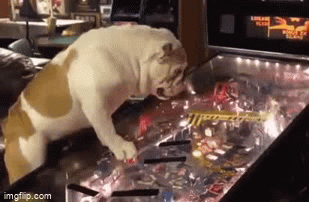 Dog pinball - Imgflip