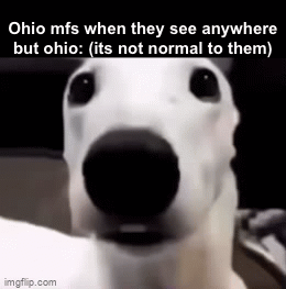 Shivering Dog - Imgflip