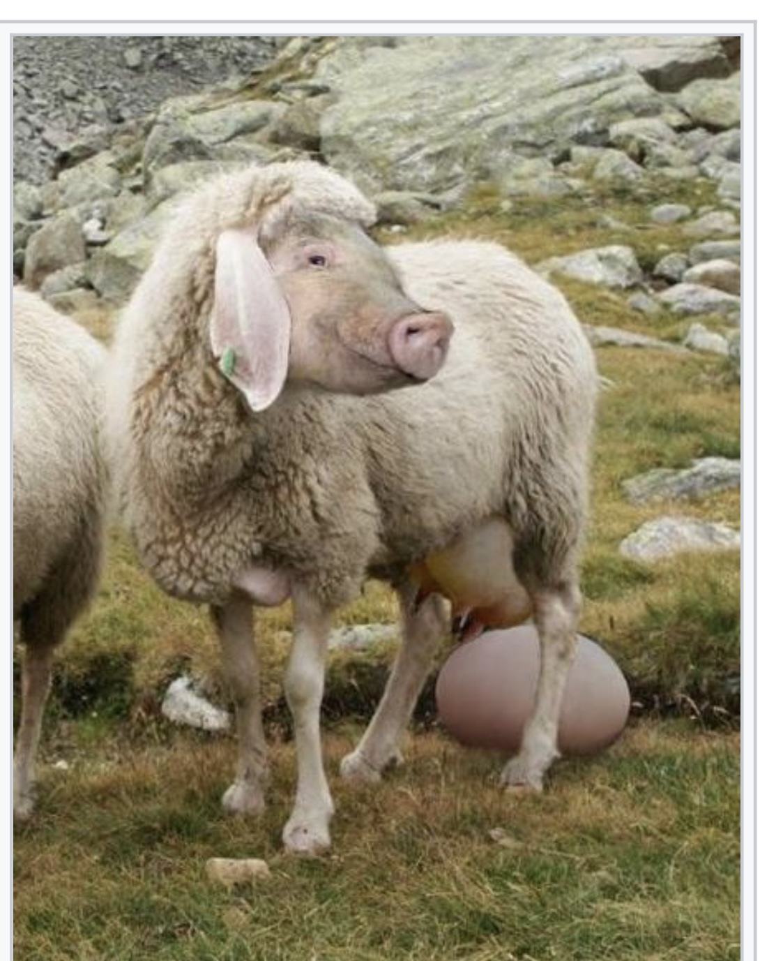 Hh Blank Template - Imgflip