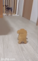 Fido is Not Amused - Imgflip