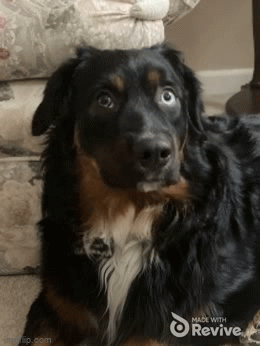 It’s much better with the audio *skull* (yes this is my dog) - Imgflip