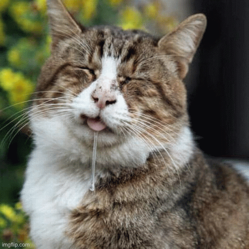 Cat - Imgflip