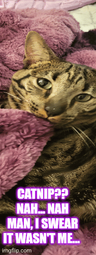 High on catnip - Imgflip