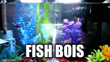 my pet fish - Imgflip