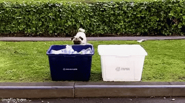 Dog recycling - Imgflip