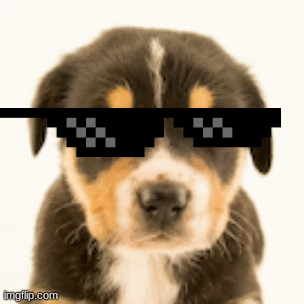 Cool pup turned into Cute pup - Imgflip