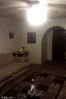 Cat turning off the ceiling light - Imgflip