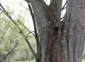 Dog tree climb - Imgflip