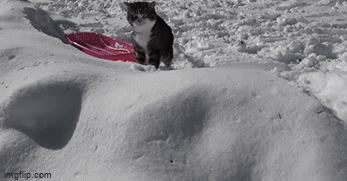 Cat snow sledding - Imgflip