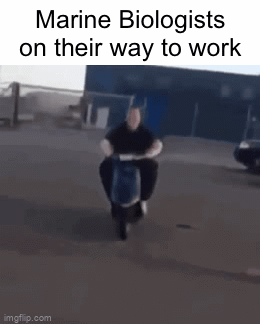 Blublublub - Imgflip