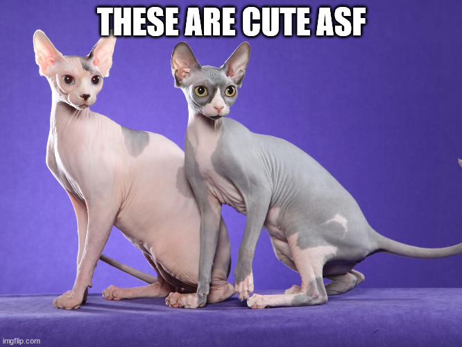 smootj, very cute !!!!! - Imgflip