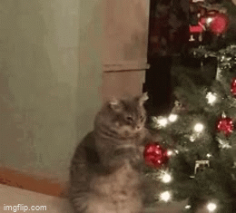 Cat playing with the Christmas tree - Imgflip