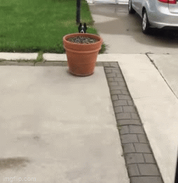 Dog hiding - Imgflip