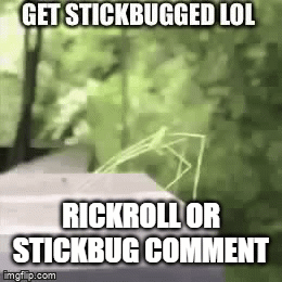 Rickroll Or Stickbug Imgflip