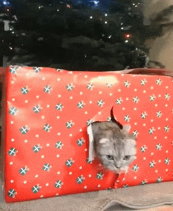 Cat present - Imgflip