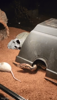 snake attacks a mouse - Imgflip