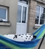 Hammock Roll - Imgflip