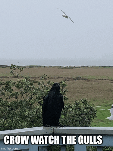 Crow amongst the Gulls - Imgflip