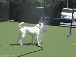 Dog sprinkler - Imgflip