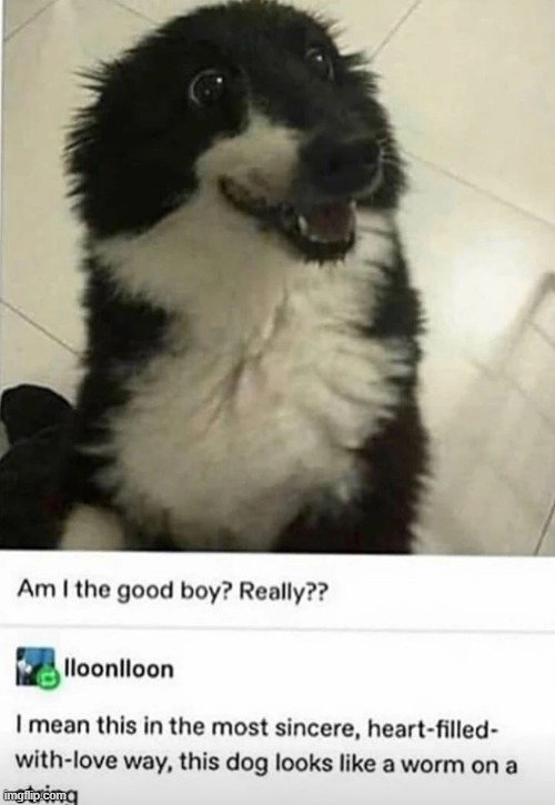 Stupid ahh watermark It says "worm on a string" - Imgflip