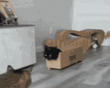 Cat Box - Imgflip