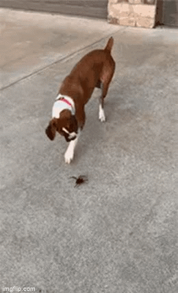 Spider Doggo - Imgflip