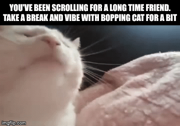 Bopping cat - Imgflip