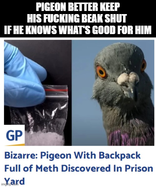 Image tagged in pigeon,prison,meth - Imgflip