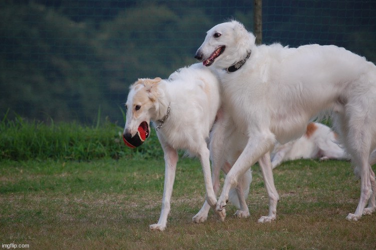 borzoi with tennis orb - Imgflip