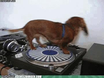 Disco Dog - Imgflip