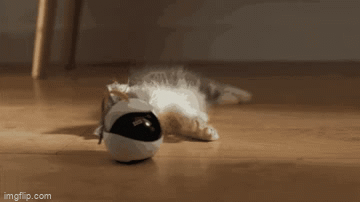 Cat robot toy - Imgflip