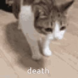 Animated GIF - Imgflip