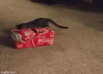 Spinster Coca-Cola cat - Imgflip
