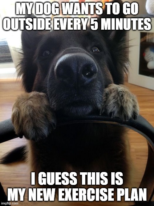 Dog begging - Imgflip