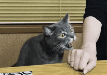 Cat being taught a lesson - Imgflip