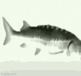 fish - Imgflip